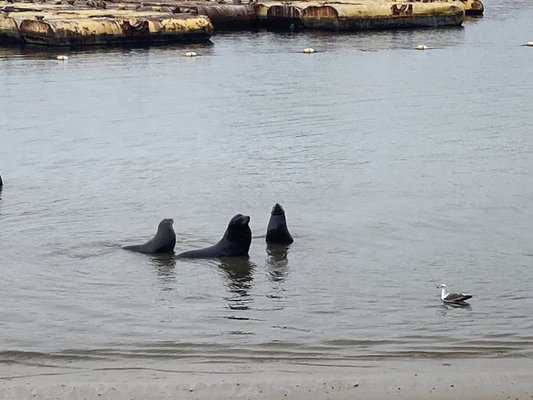SILVER STRAND STATE BEACH - Updated April 2025 - 103 Photos & 41 ...