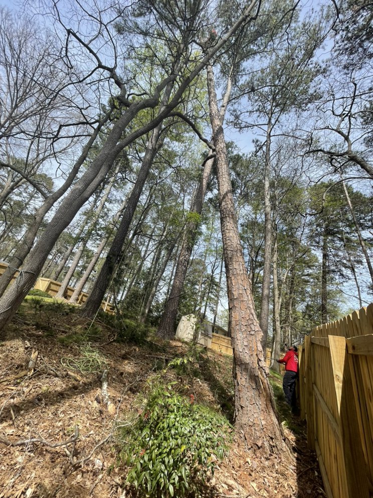 JC TREE SERVICES - Updated January 2025 - Request a Quote - Alpharetta ...