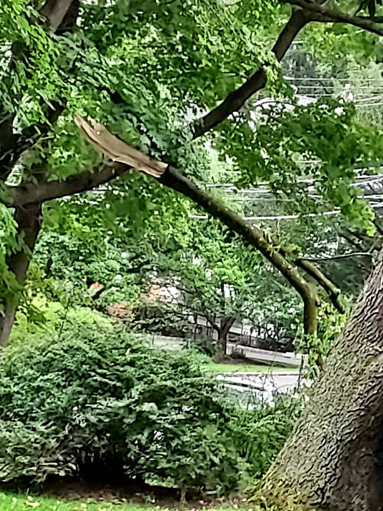 SAVATREE MAMARONECK - Updated October 2025 - 11 Photos & 12 Reviews ...