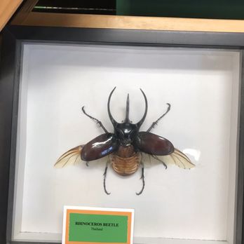 BUG & REPTILE MUSEUM - Updated November 2025 - 71 Photos & 43 Reviews ...