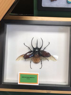 BUG & REPTILE MUSEUM - Updated October 2025 - 66 Photos & 42 Reviews ...