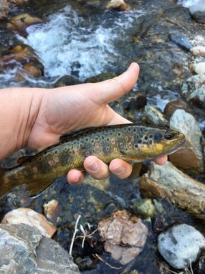 FISH TECH OUTFITTERS - Updated August 2025 - 28 Reviews - 6153 Highland ...