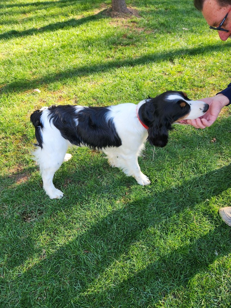 COUNTRYSIDE KENNELS - Updated April 2026 - 34 Photos & 27 Reviews ...