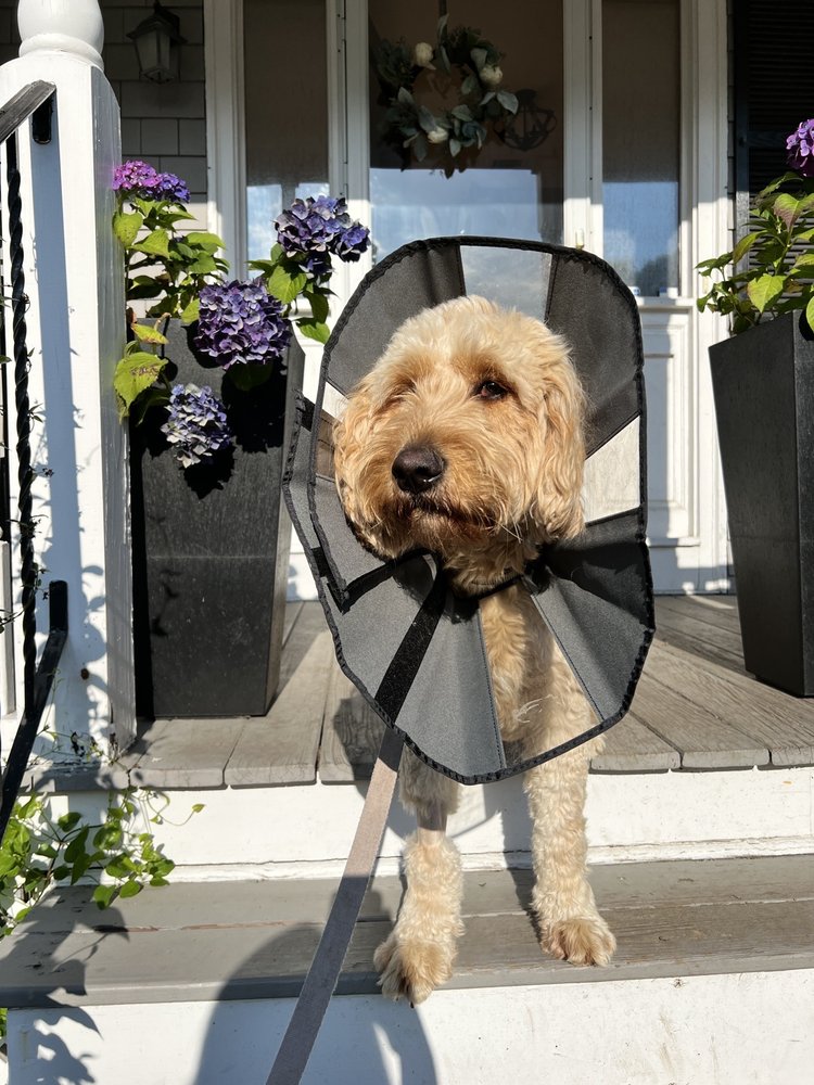 VCA CAPEWAY ANIMAL HOSPITAL - Updated December 2025 - 11 Photos & 43 ...