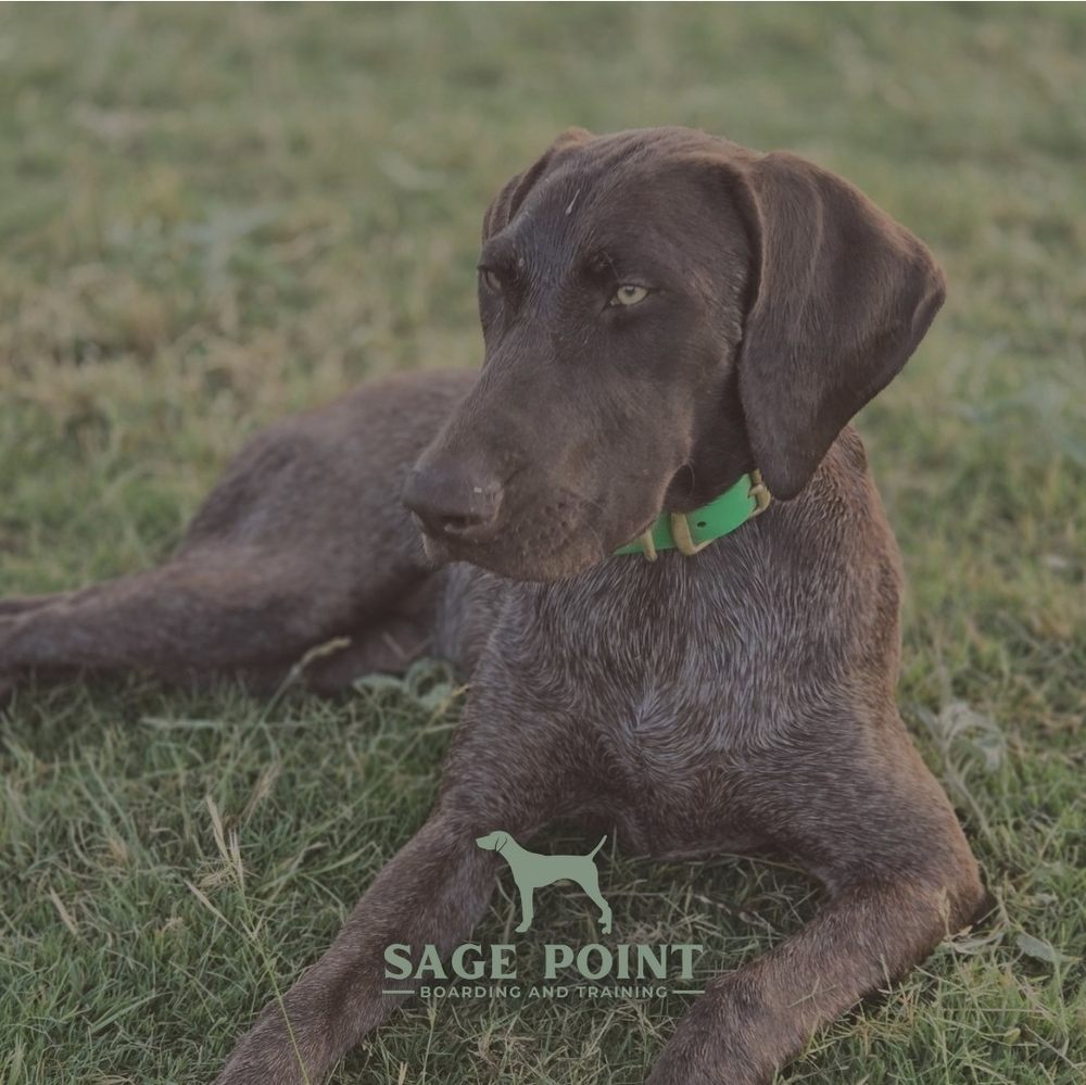 SAGE POINT BOARDING AND TRAINING - Updated June 2026 - 12 Photos - 1800 ...