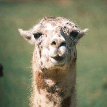 LAZY 5 RANCH - Updated May 2025 - 872 Photos & 294 Reviews - 15100 ...