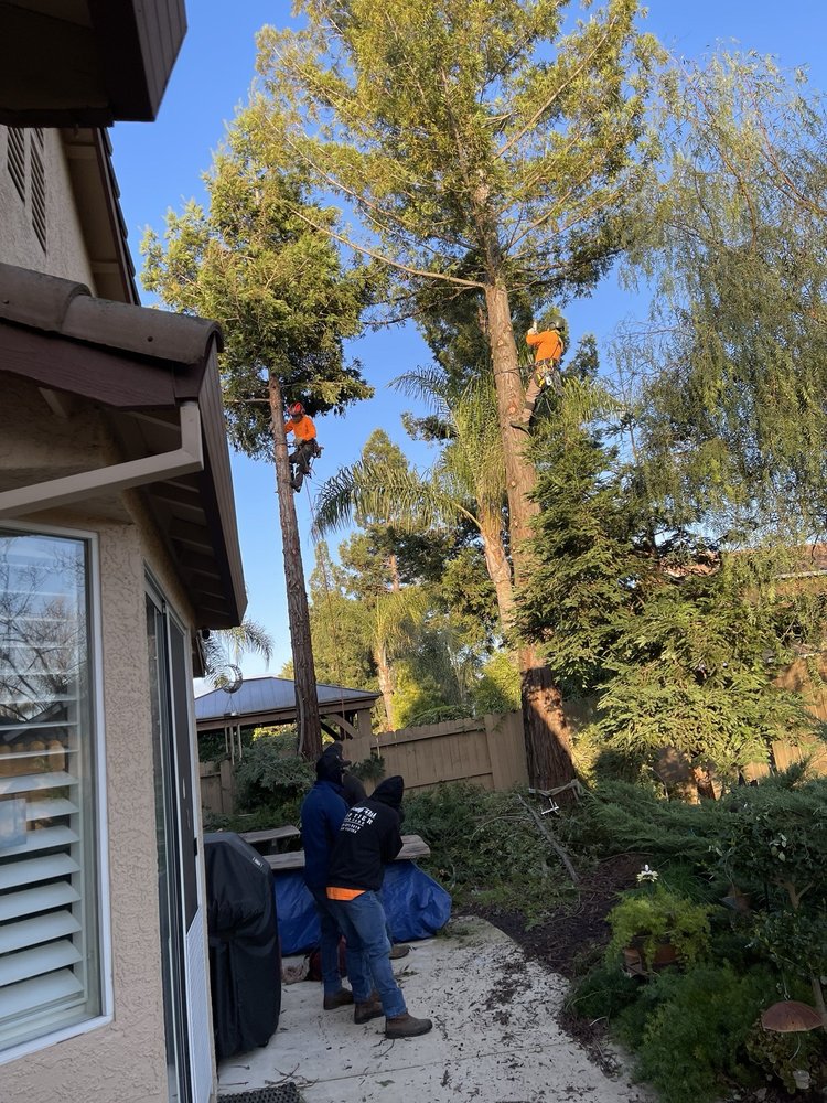 TOP TIER TREE CARE - Updated December 2025 - 55 Photos & 19 Reviews ...