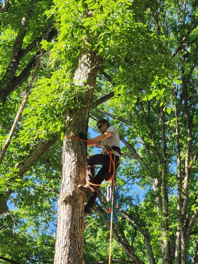 TARZAN TREE TRIMMIN - Updated July 2025 - 21 Photos - 630 Margaret Dr ...