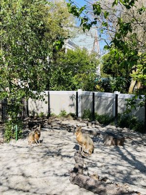 VIRGINIA ZOO - Updated August 2024 - 1546 Photos & 242 Reviews - 3500 ...