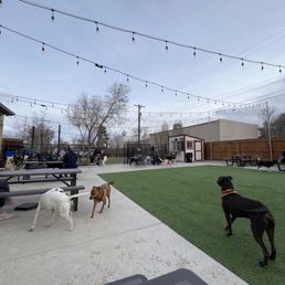 PUB DOG COLORADO - Updated July 2025 - 251 Photos & 249 Reviews - 2207 ...