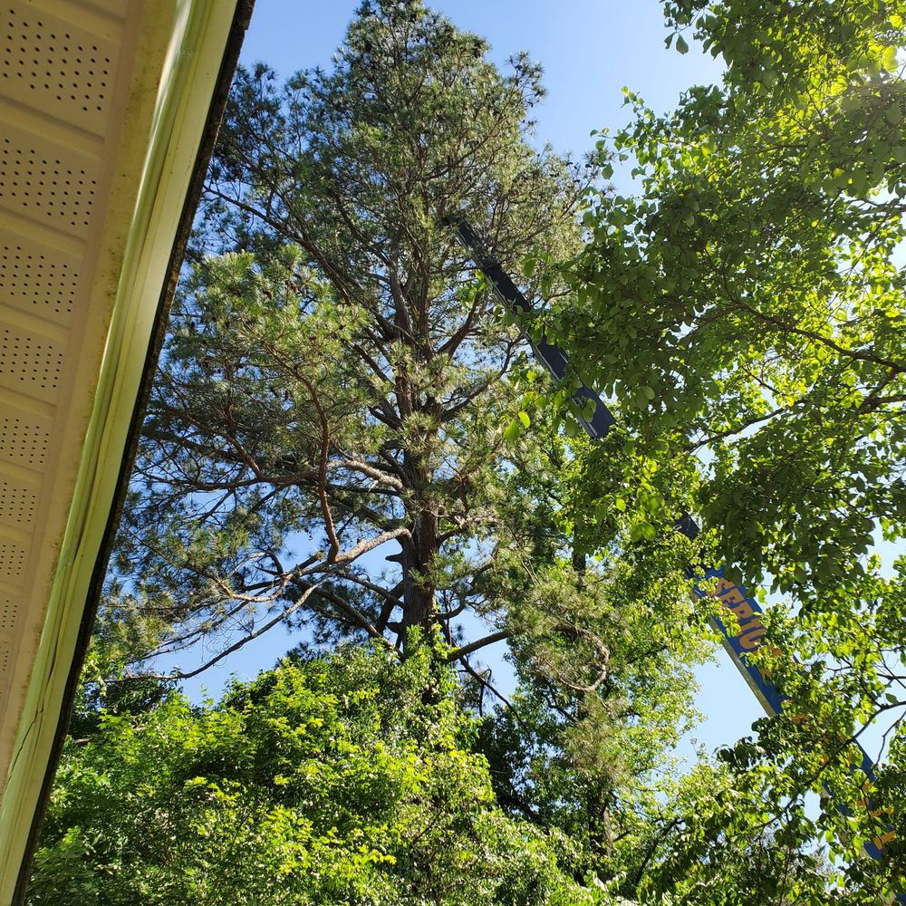 SERIOUS TREE SERVICES - Updated October 2025 - 114 Photos - 2988 Old ...