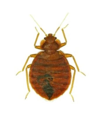 WESTERN EXTERMINATOR COMPANY - Updated December 2025 - 56 Photos & 385 ...