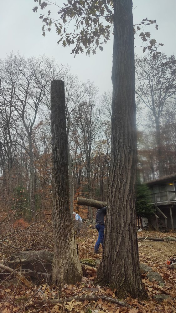 THE WILD DUBA TREE SERVICE - Updated June 2024 - Philadelphia ...