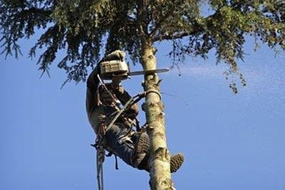 JACK’S TREE SERVICE - Updated May 2026 - 3368 Fraser Rd, Bay City ...