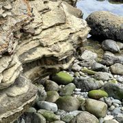 POINT LOMA TIDE POOLS - 841 Photos & 129 Reviews - Gatchell Rd, San ...