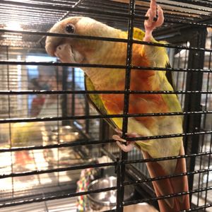 TODD MARCUS BIRDS EXOTIC - Updated May 2025 - 162 Photos & 39 Reviews ...