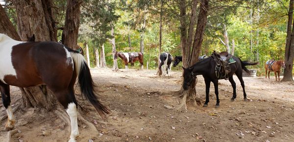 ADVENTURES OF MAMMOTH CAVE - Updated October 2025 - 62 Photos & 98 ...