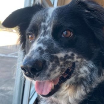 WAG HOTELS - DALLAS/FORT WORTH - Updated April 2025 - 46 Photos & 36 ...