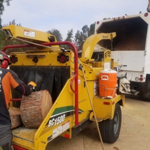 MASTER TREE SERVICES - 180 Photos & 172 Reviews - Escondido, California ...