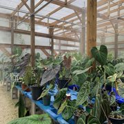 JESSE DURKO’S NURSERY - 96 Photos & 34 Reviews - 5151 SW 70th Ave ...