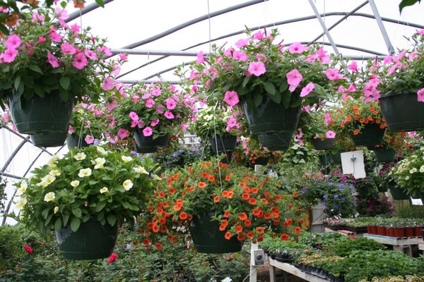 SUNSET GROWERS GREENHOUSE - Updated January 2026 - 15865 County Line Rd ...