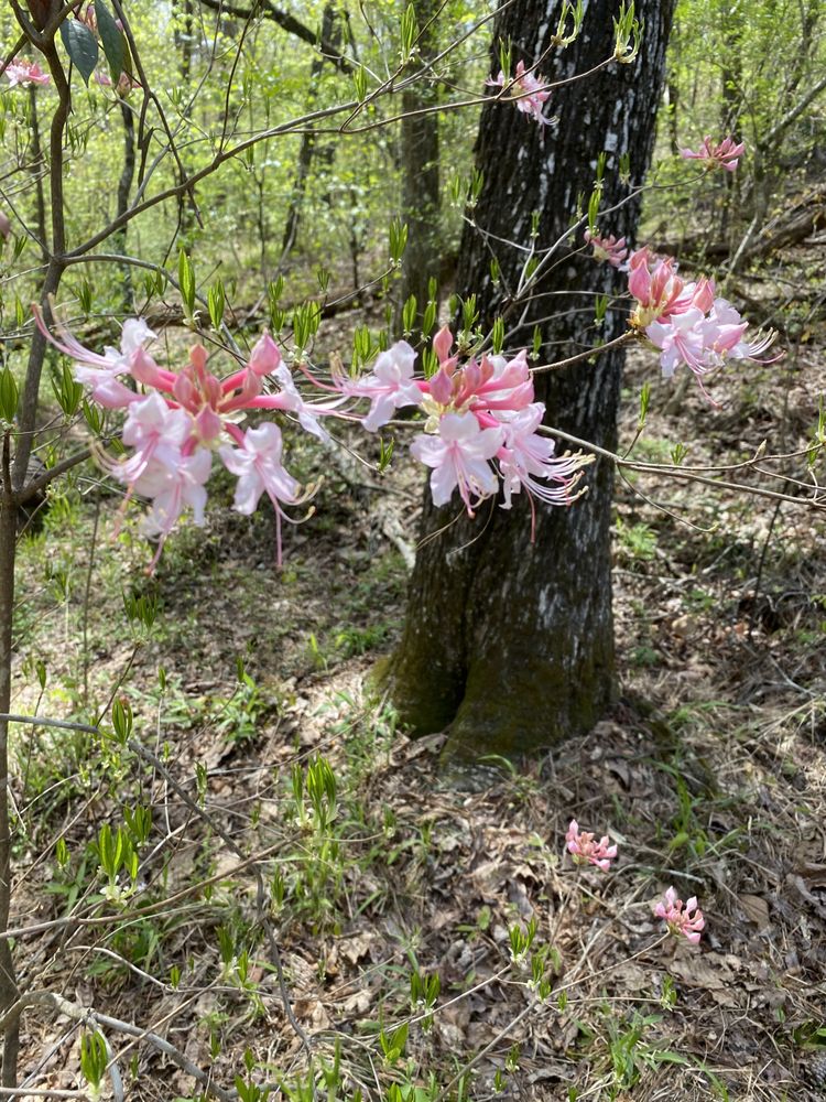 MOSS ROCK PRESERVE - Updated September 2024 - 139 Photos & 48 Reviews ...