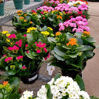 MAHONEY’S GARDEN CENTER - Updated March 2025 - 163 Photos & 135 Reviews ...