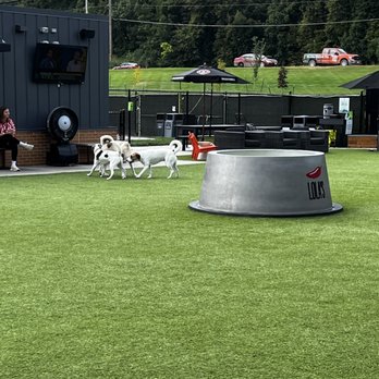 PAWS & PINTS - Updated March 2025 - 166 Photos & 73 Reviews - 6218 ...