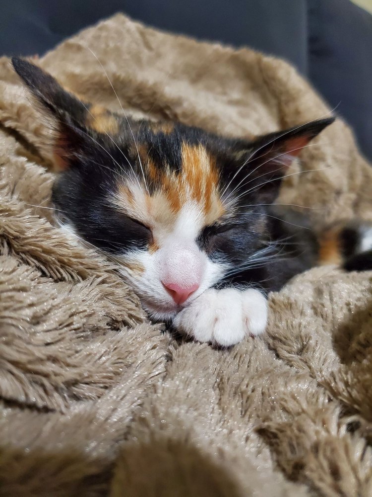 THE BOSTON CAT HOSPITAL - Updated December 2025 - 24 Reviews - 3840 ...