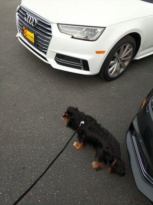 AUDI MONTEREY PENINSULA - 43 Photos & 154 Reviews - 3 Heitzenger Plz ...