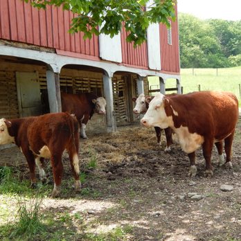 GILFILLAN FARM - Updated January 2026 - 103 Photos - 1950 Washington Rd ...