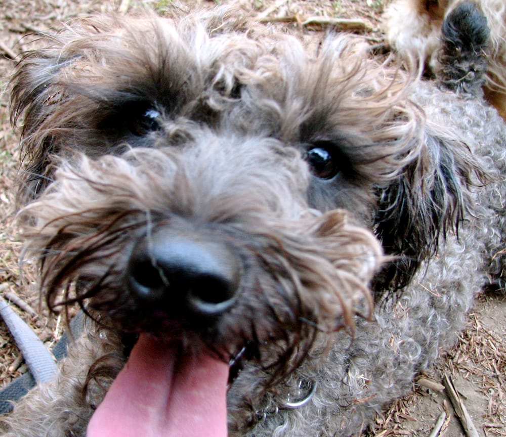 VERY IMPORTANT PETS - 10 Photos - 4200 Park Blvd, Oakland, CA - Yelp