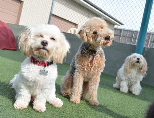 DOGS RULE RESORT - Updated October 2025 - 36 Photos & 47 Reviews - 2501 ...