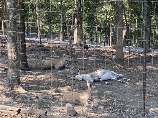 BRANSON’S PROMISED LAND ZOO - Updated July 2025 - 388 Photos & 169 ...