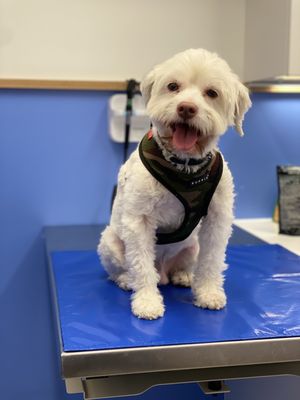 MODERN ANIMAL - Updated December 2025 - 48 Photos & 107 Reviews - 12775 ...