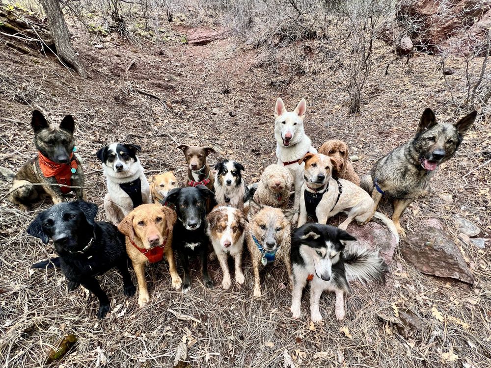 TELLURIDE K9 ADVENTURE SCHOOL - Updated October 2025 - 38 Photos ...