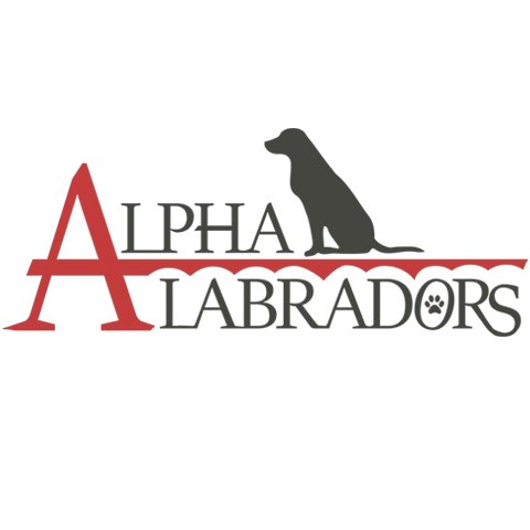ALPHA LABRADORS - 7000 NE Sr 18 Hwy, Adrian, Missouri - Pet Breeders ...