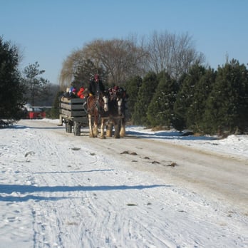 WILLIAMS TREE FARM - Updated October 2025 - 66 Photos & 26 Reviews ...