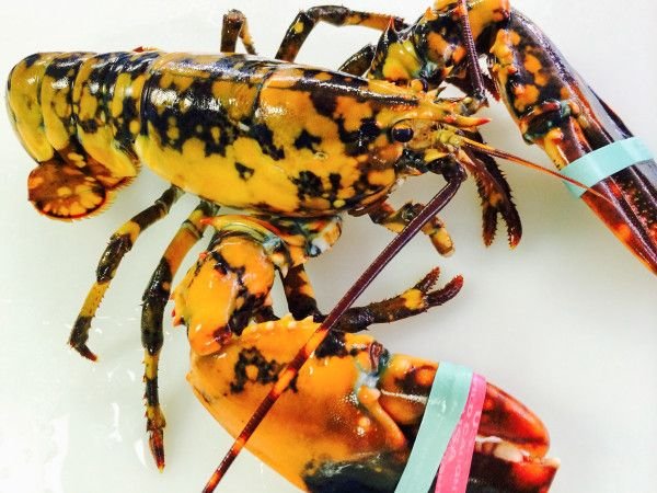 FRESH CAPE COD LOBSTERS BY JON TOLLEY - Updated October 2025 - 23 ...
