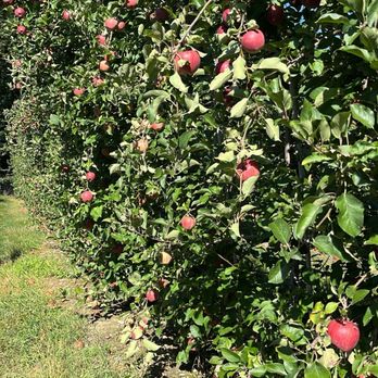 DEMAREST FARM - Updated October 2025 - 871 Photos & 366 Reviews - 244 ...