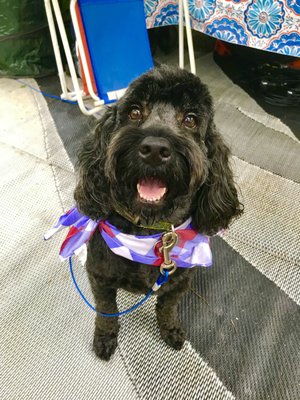 FOUR PAWS ONLY - Updated December 2025 - 12 Photos - 405 E North 2nd St ...