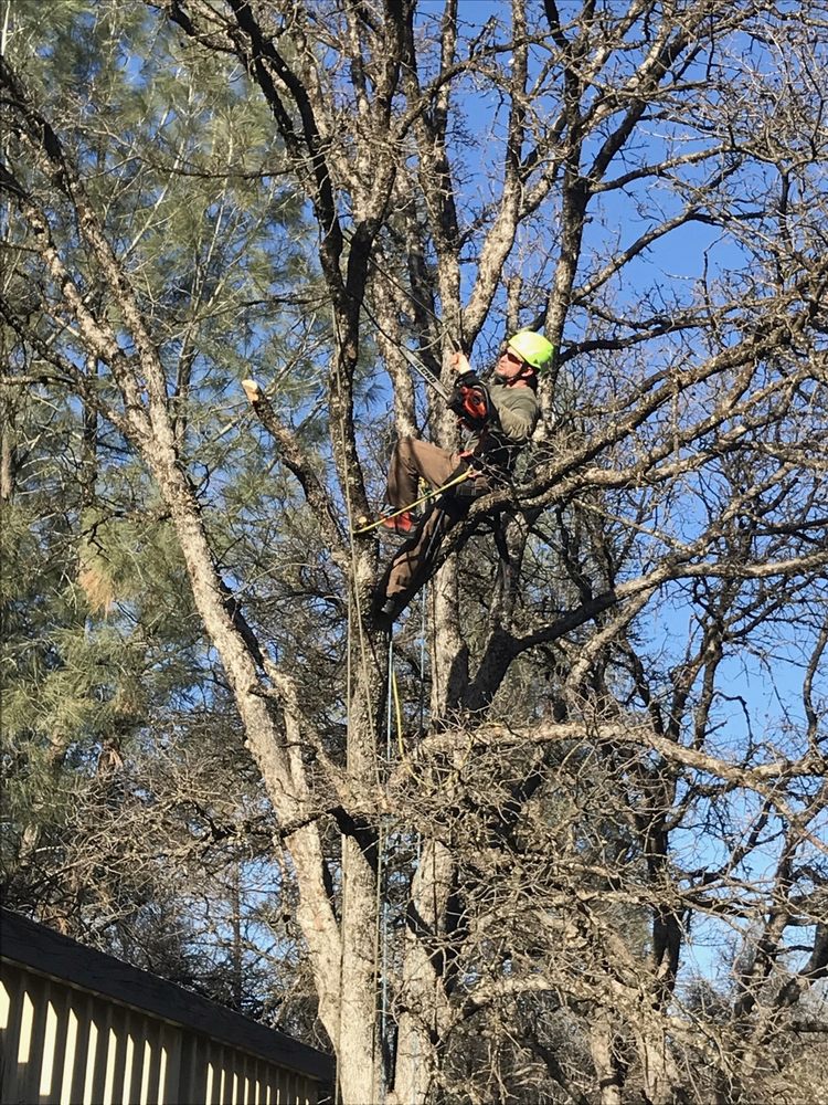 BRANDON JAMES TREE SERVICE - Updated March 2025 - Calico Rock, Arkansas ...