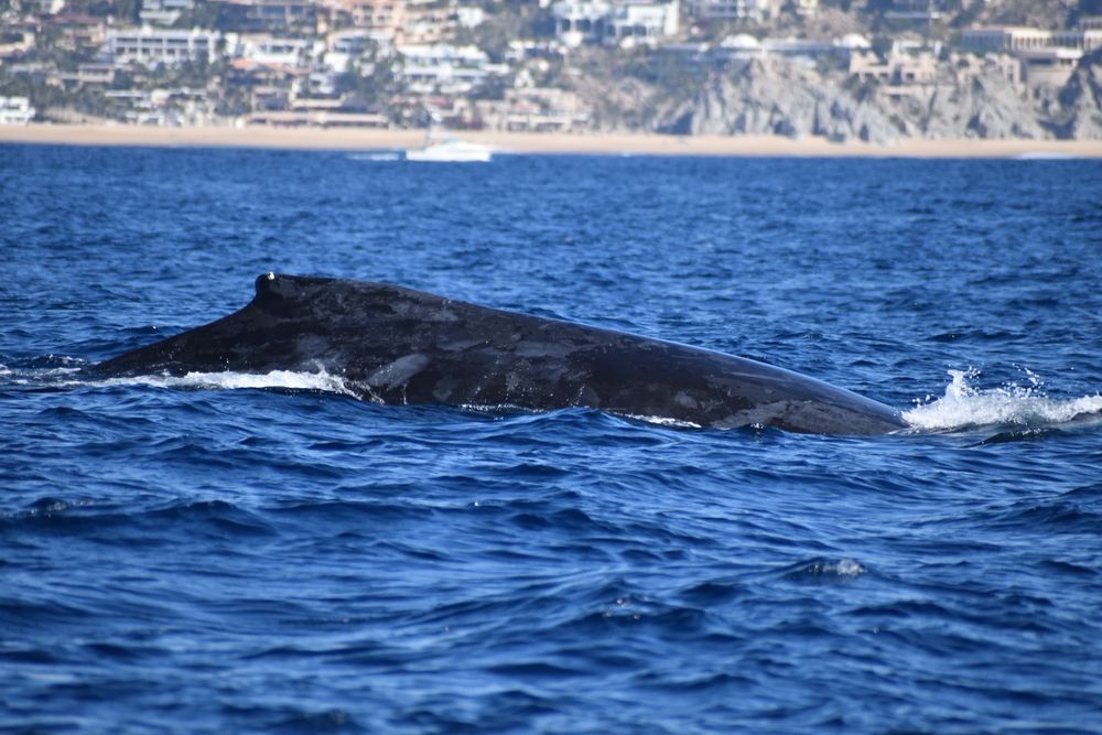 CABO NATURE - Updated January 2025 - Muelle 0, El Medano Ejidal, Marina ...