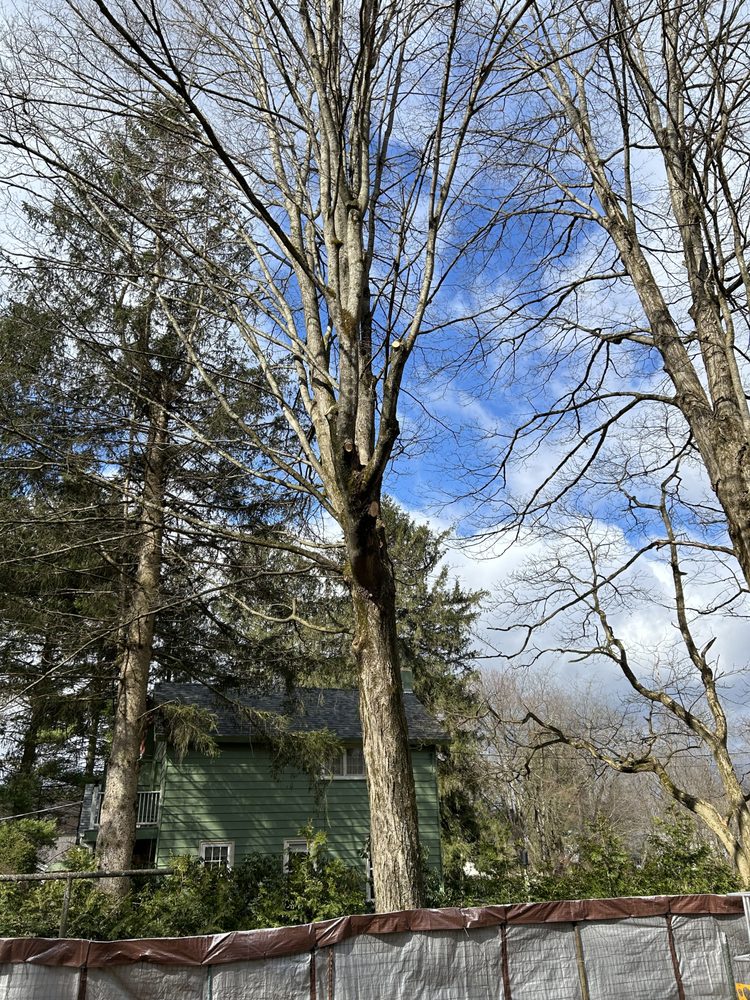 BRANCH OUT TREE SERVICE - Updated February 2025 - Aliquippa ...