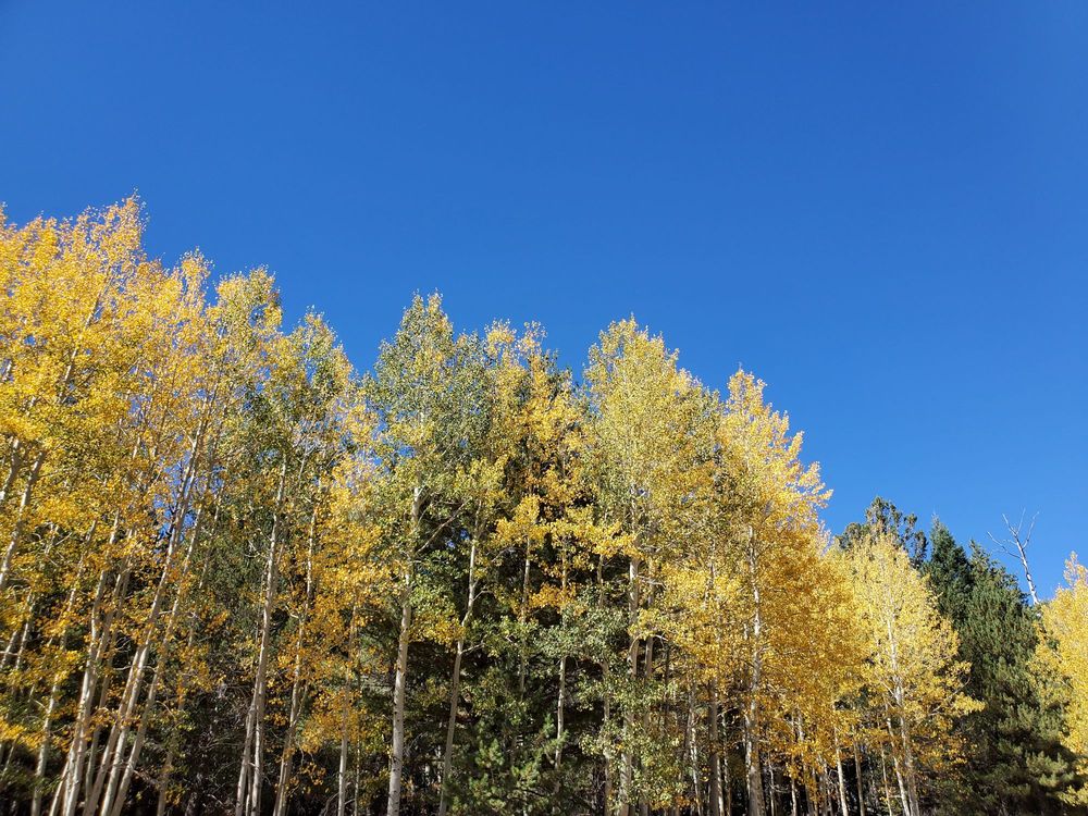 ASPEN NATURE LOOP - 42 Photos & 12 Reviews - Arizona Snowbowl ...