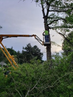 JAKE THE TREE GUY - Updated December 2025 - 19 Photos - Salem, Oregon ...