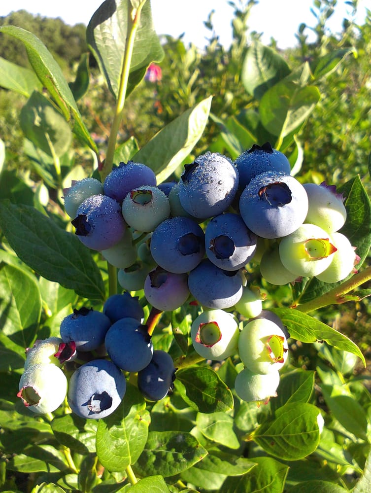 BRYANT BLUEBERRY FARM - 14 Photos - 6900 Oak Park Rd, New Salisbury ...