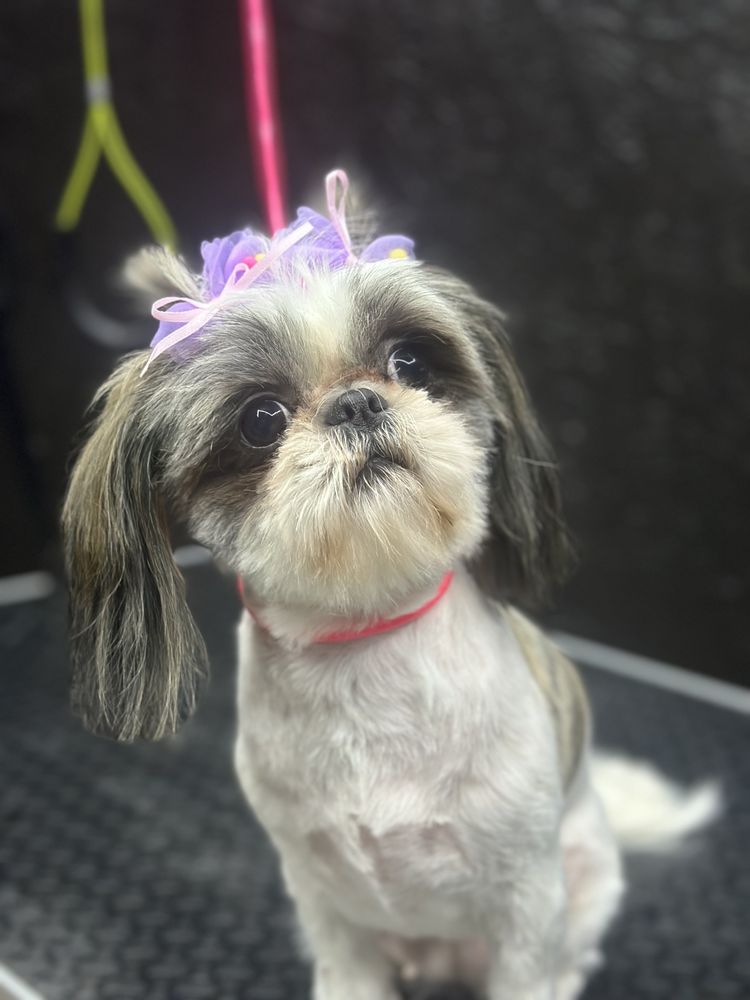 THE DOG BOUTIQUE - Updated December 2025 - 19 Photos - 1303 San Mateo ...