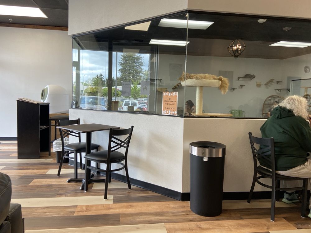 PAWSIFIC NORTHWEST CAT CAFE - Updated February 2025 - 22 Photos & 10 Reviews - 3415 Pacific Ave ...