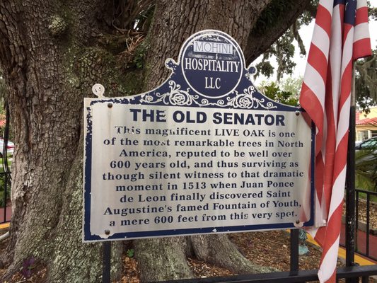 THE OLD SENATOR TREE - Updated October 2025 - 36 Photos & 12 Reviews ...